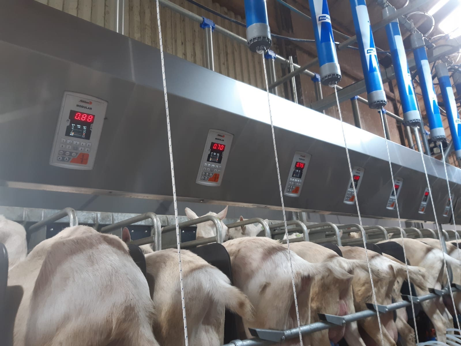 Holland – New goats plant 52+52 - PANAZOO - Tailor made farm solutions
