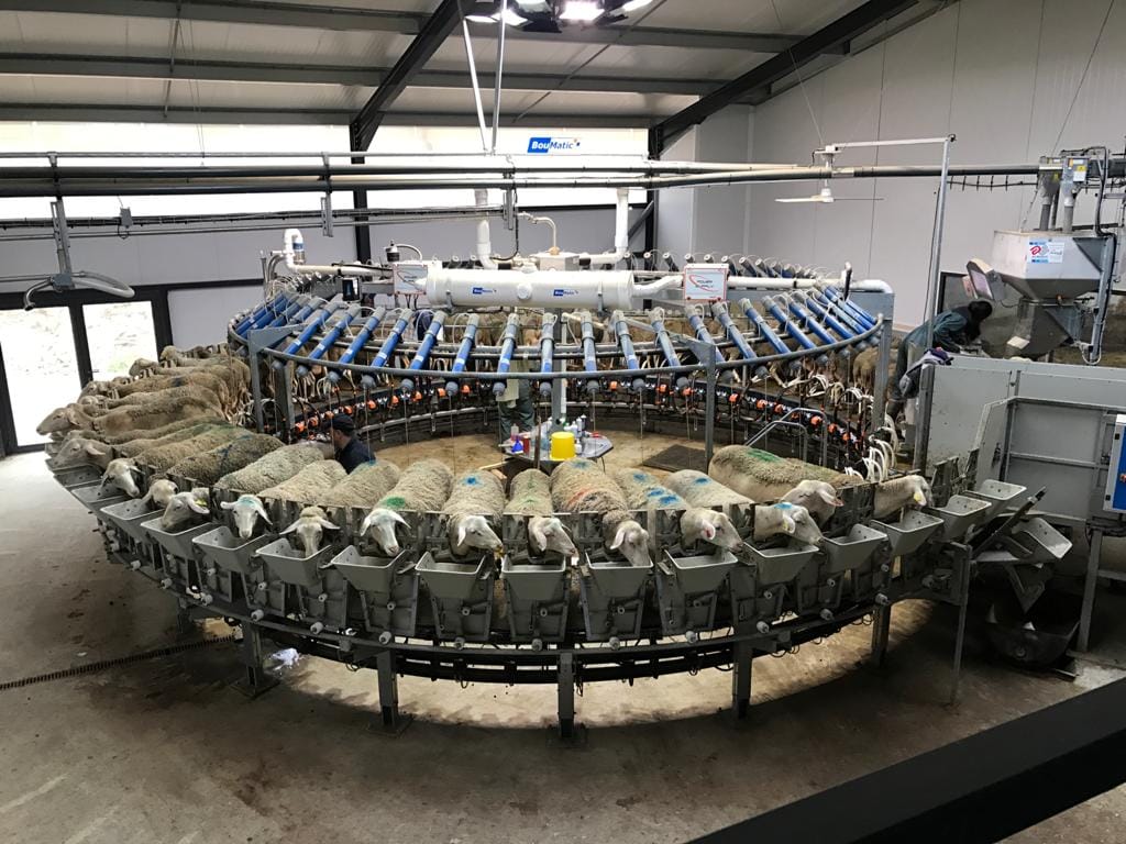 Milk parlor designs and efficiency in dairy - PANAZOO - Tailor made ...